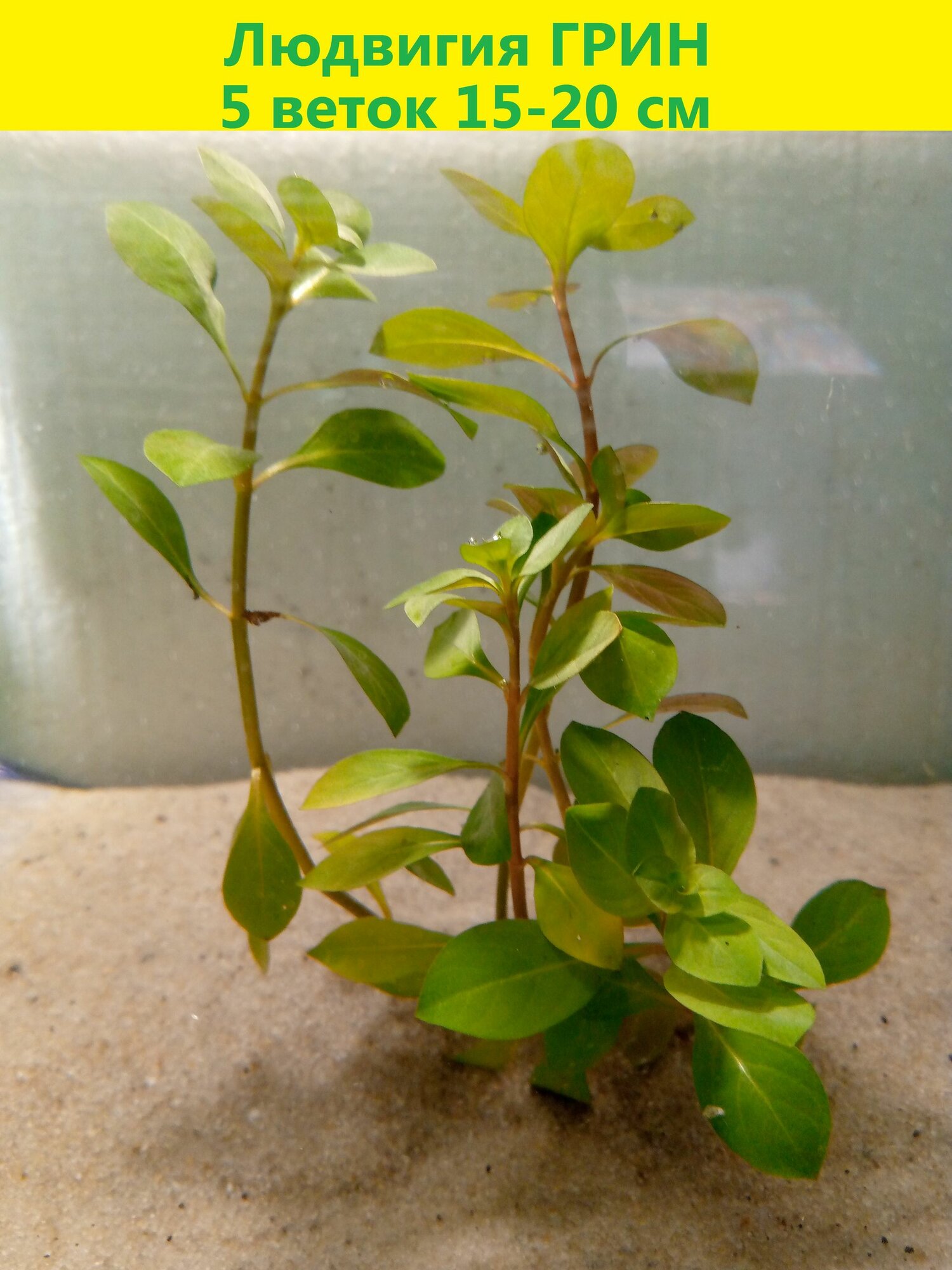 Людвигия Грин (Ludwigia palustris Green) Аквариумная