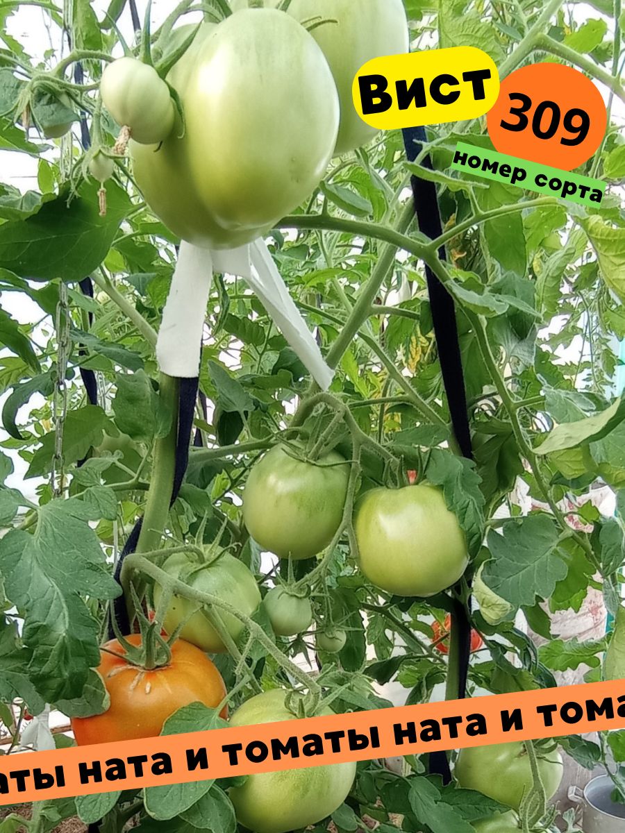Семена томата Вист, (Коллекционный )10 шт