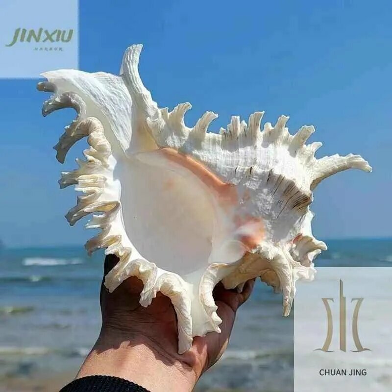 Ракушка морская Мурекс ветвистый 12-16см