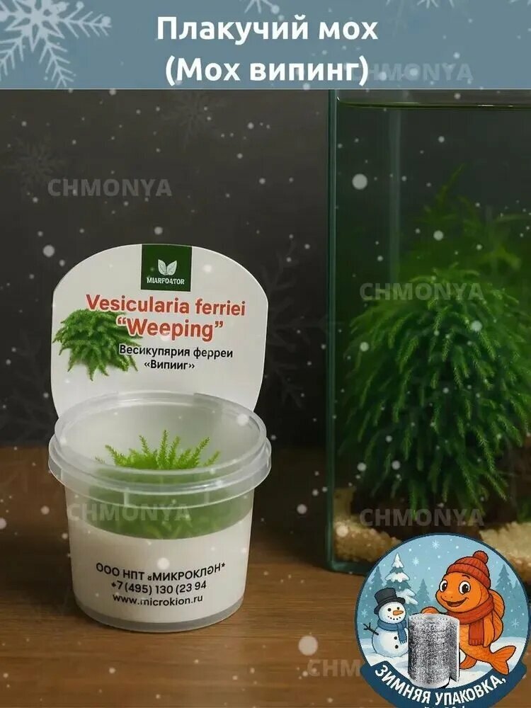 Меристемное растение Плакучий мох Випинг живое аквариумное растение