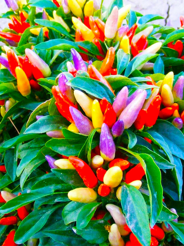 Перец балконно-комнатный Фиеста, Семена, 10 шт