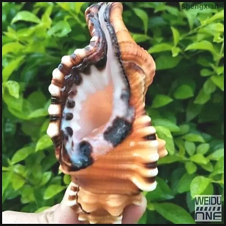 Чёрнопятнистый тритон 1шт/Ракушка морская, натуральная/ Циматиум лоториум