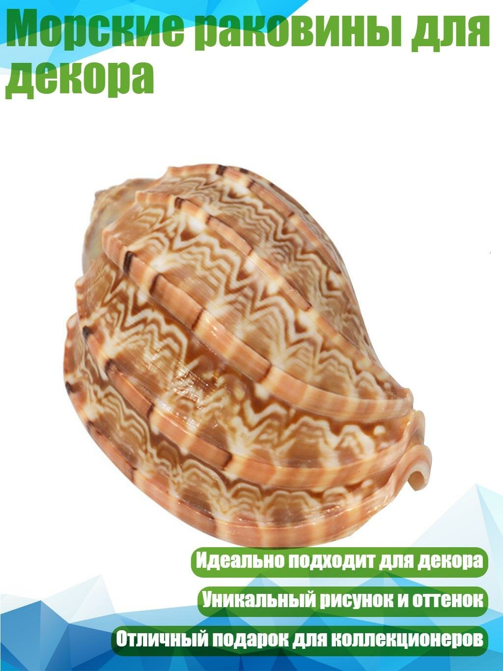 Морские раковины для декора, L