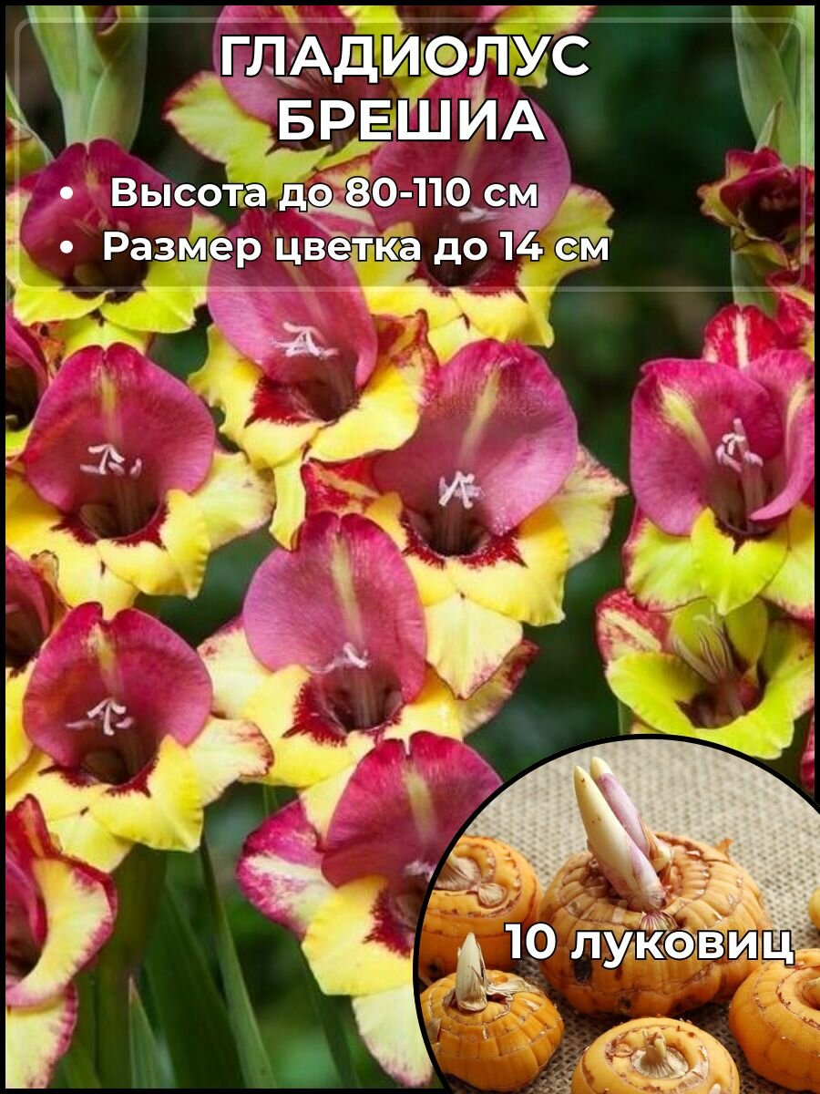Гладиолус Брешиа, луковицы 10 штук