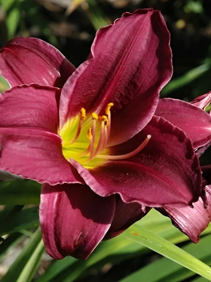 Лилейник Грэйп Велвет