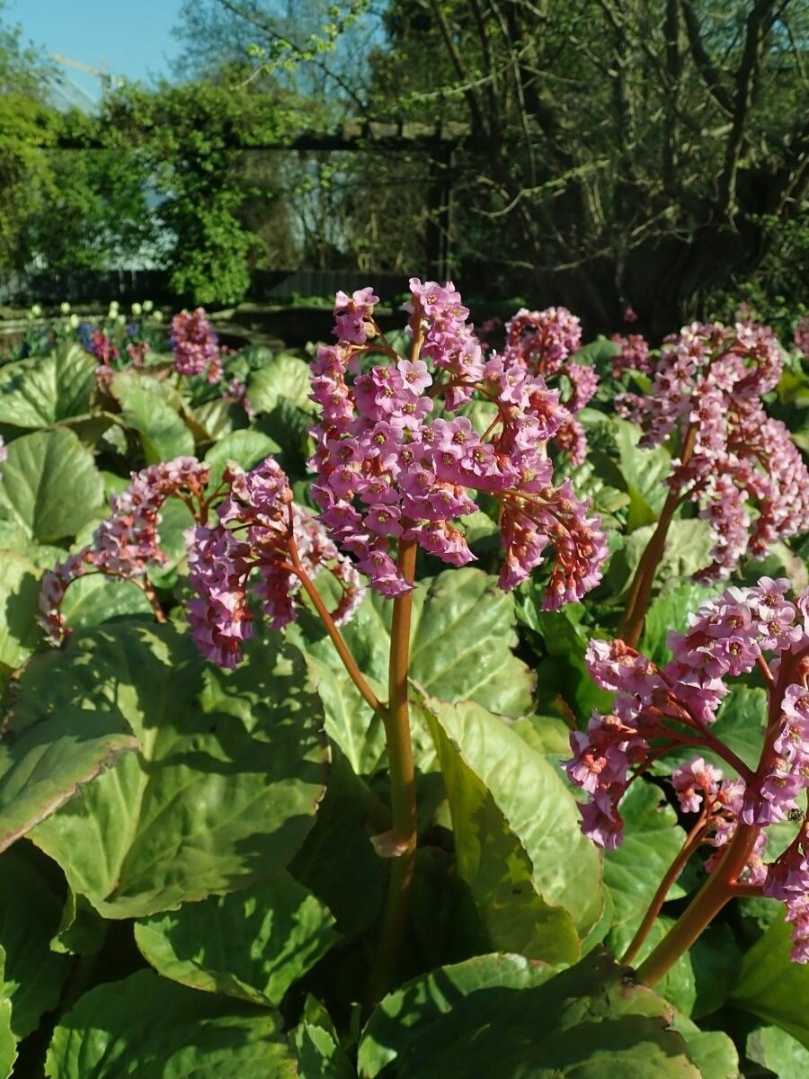 Семена Бадан толстолистный (Bergenia crassifolia), 25 штук