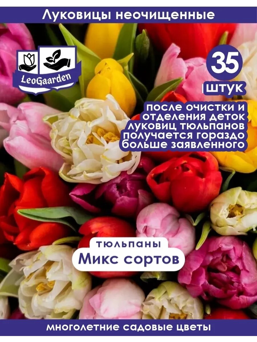 Тюльпан Луковицы неочищенные, Микс сортов, 35+шт