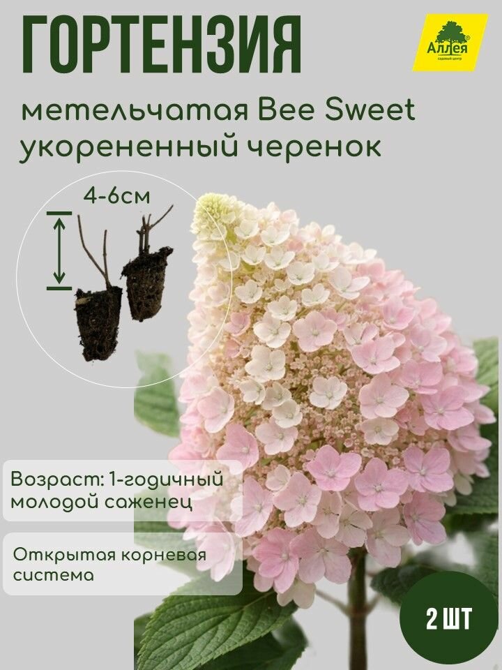 Гортензия метельчатая Bee Sweet укорененный черенок 2 шт