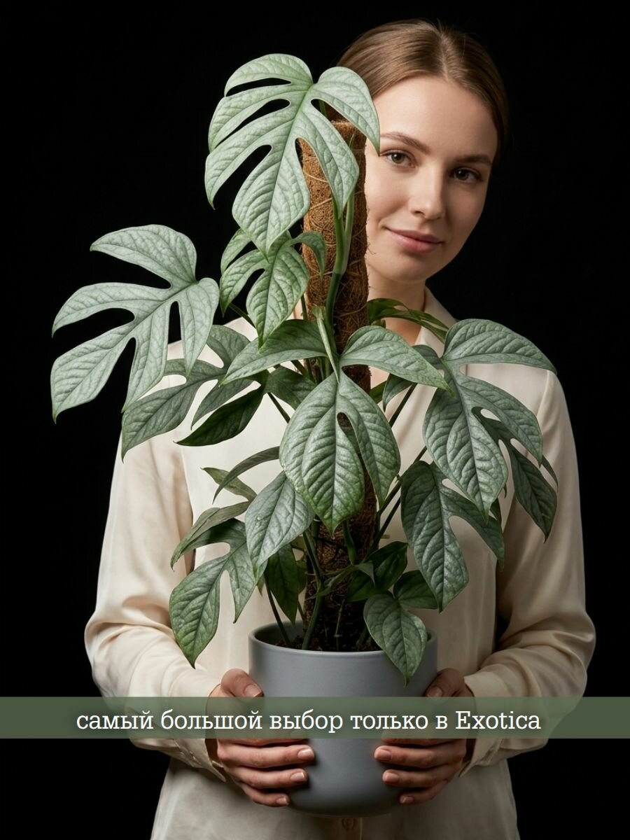 Монстера Амидриум Медиум Сильвер (Monstera Amydrium Medium Silver) D6см, живое растение — фото 1