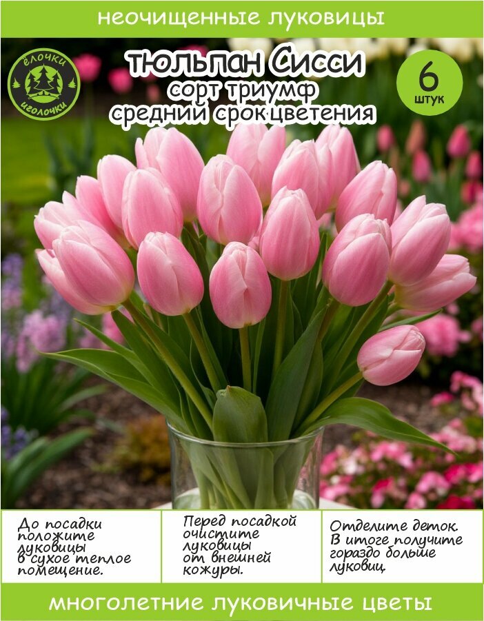 Тюльпан Луковица, Сиси, 6 штук многолетние цветы