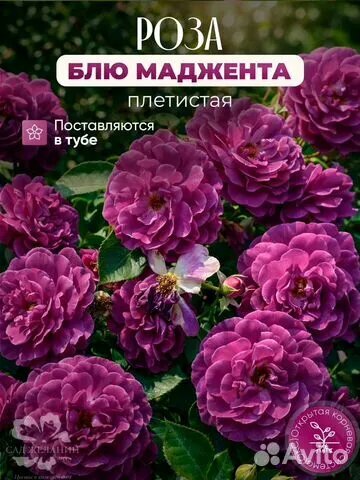 Роза плетистая Blue Magenta в тубе окс