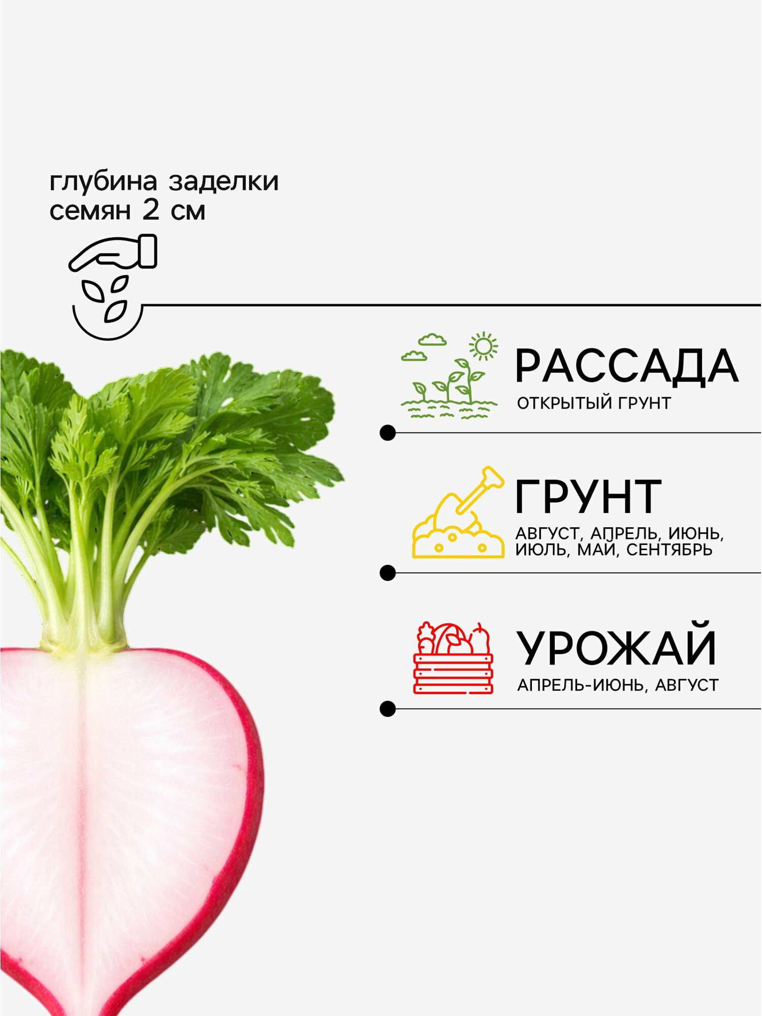 Семена Редис "16 дней", 2 г, посев (посадка) в грунт: август — фото 1