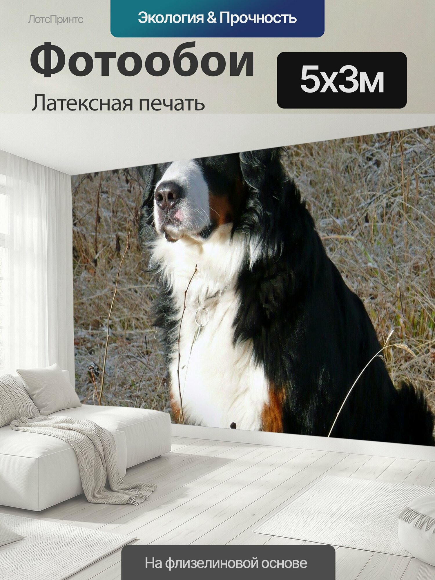 Фотообои моющиеся ударопрочные "Бернский зенненхунд, berner sennenhund, собака" 500x300 см. латексная печать