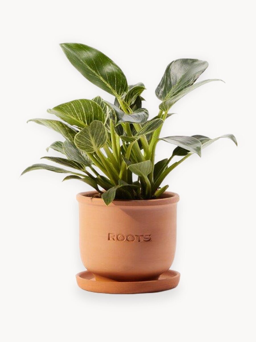 Филодендрон Биркин Вайт d12