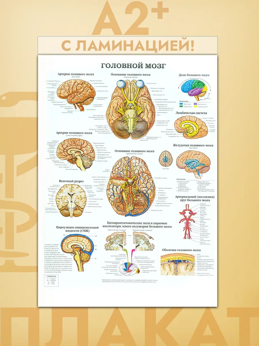 Постер А2 анатомия, головной мозг