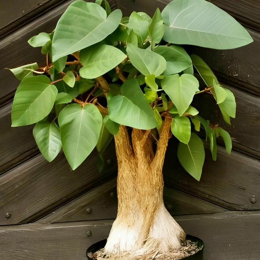 Фикус Пальмера, Ficus Palmeri, Бутылочный, семена