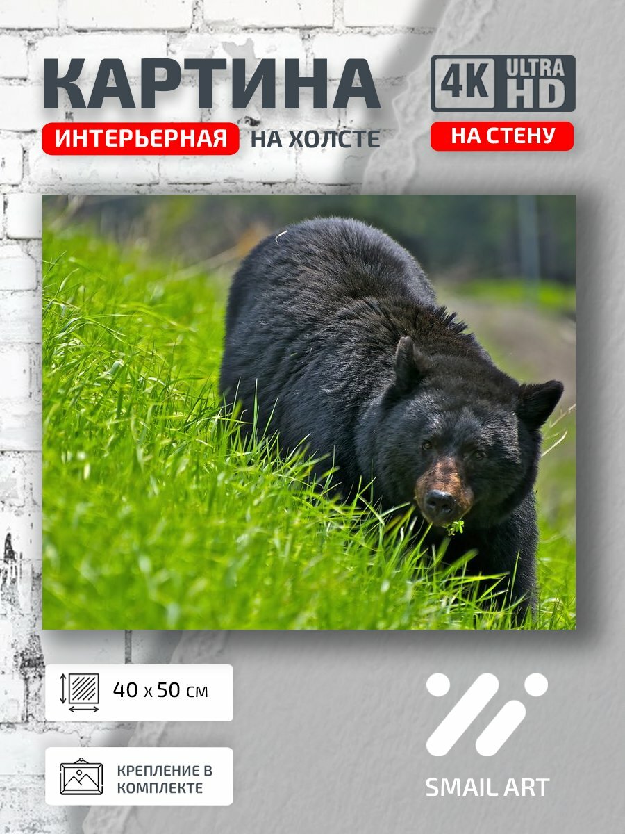 Картина на холсте интерьерная 40 на 50 на стену Медведь Animal для кабинета animal style