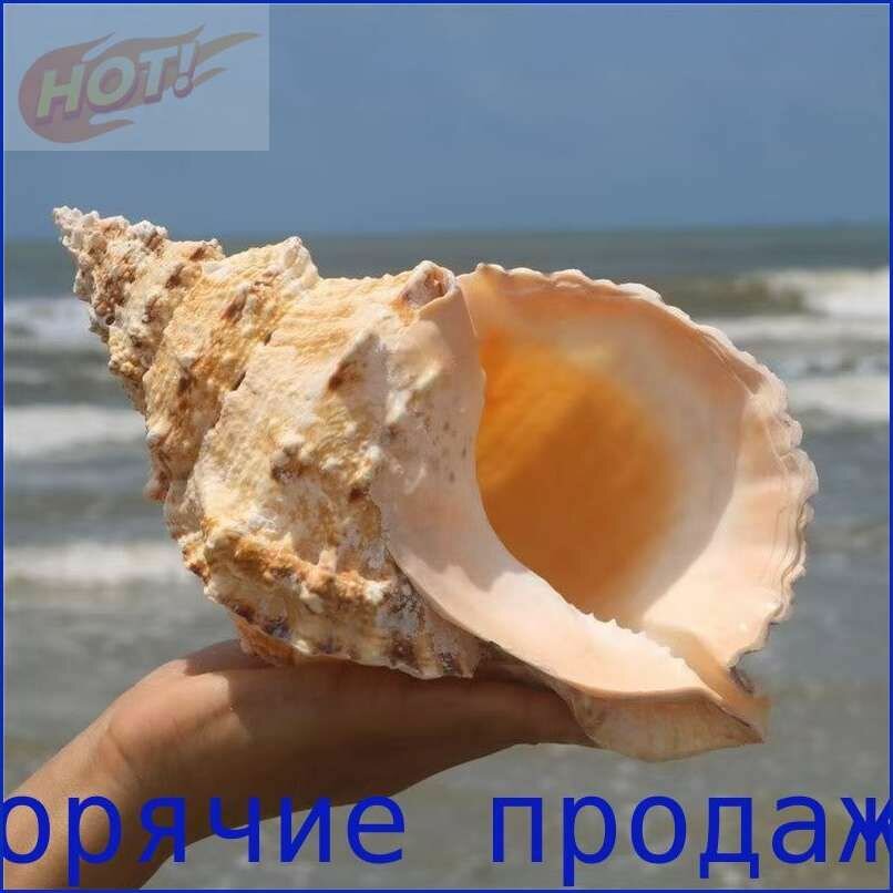 Ракушка морская натуральная Бурса Бубо12cm-13cm