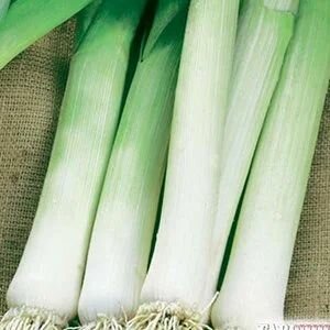 Коллекционные семена лука порей Веста