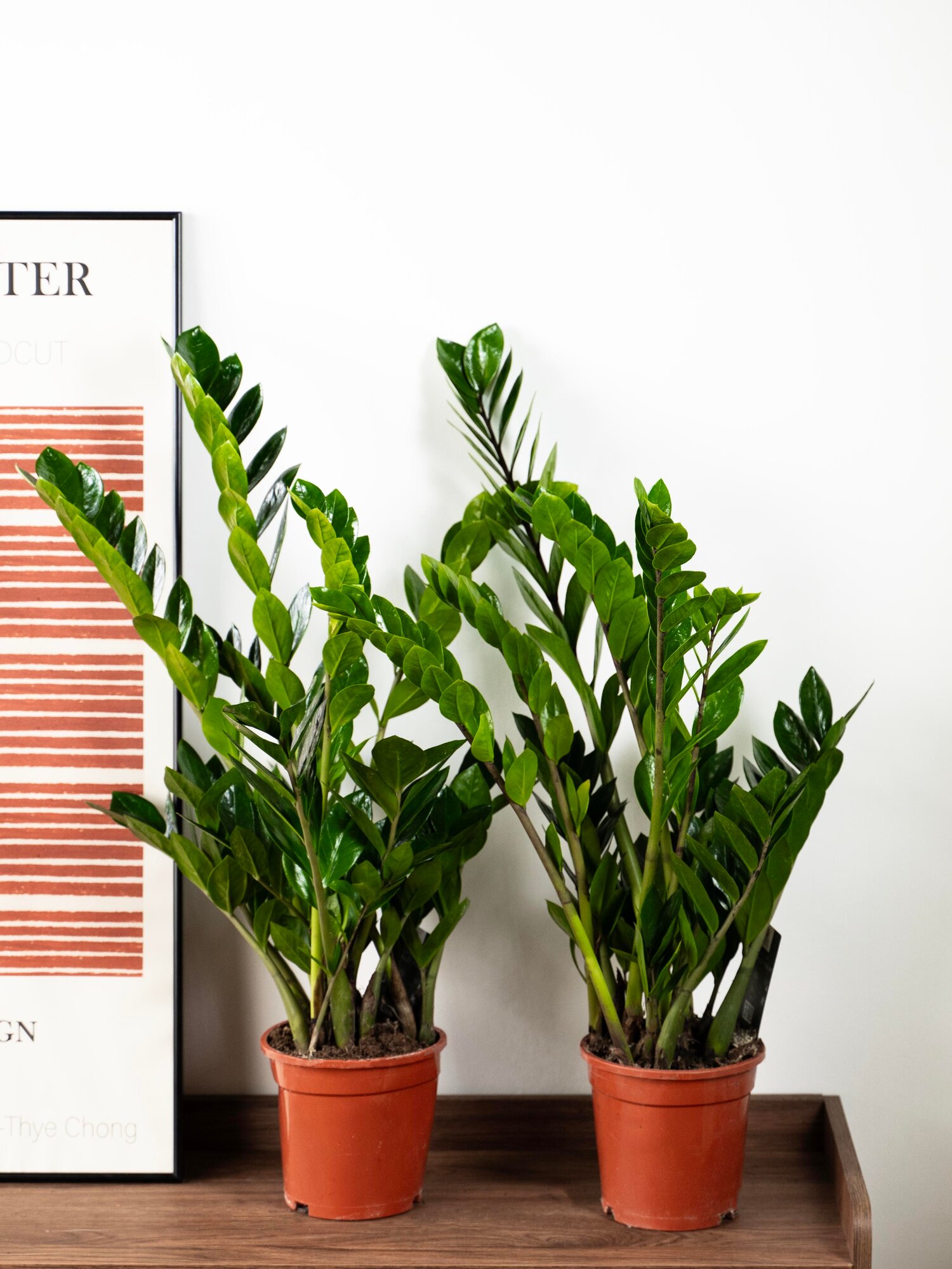 Geo Glass: Набор растений , замиокулькас , комнатное растение 2 шт 17/60 см