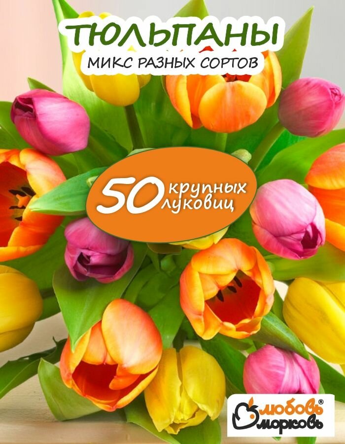 Тюльпан Луковица, Микс сортов, 50 шт крупные