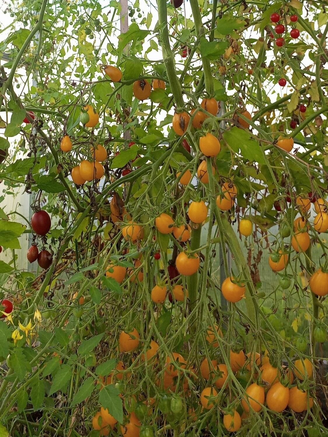 Сладкая гроздь золотая 7шт+бонус