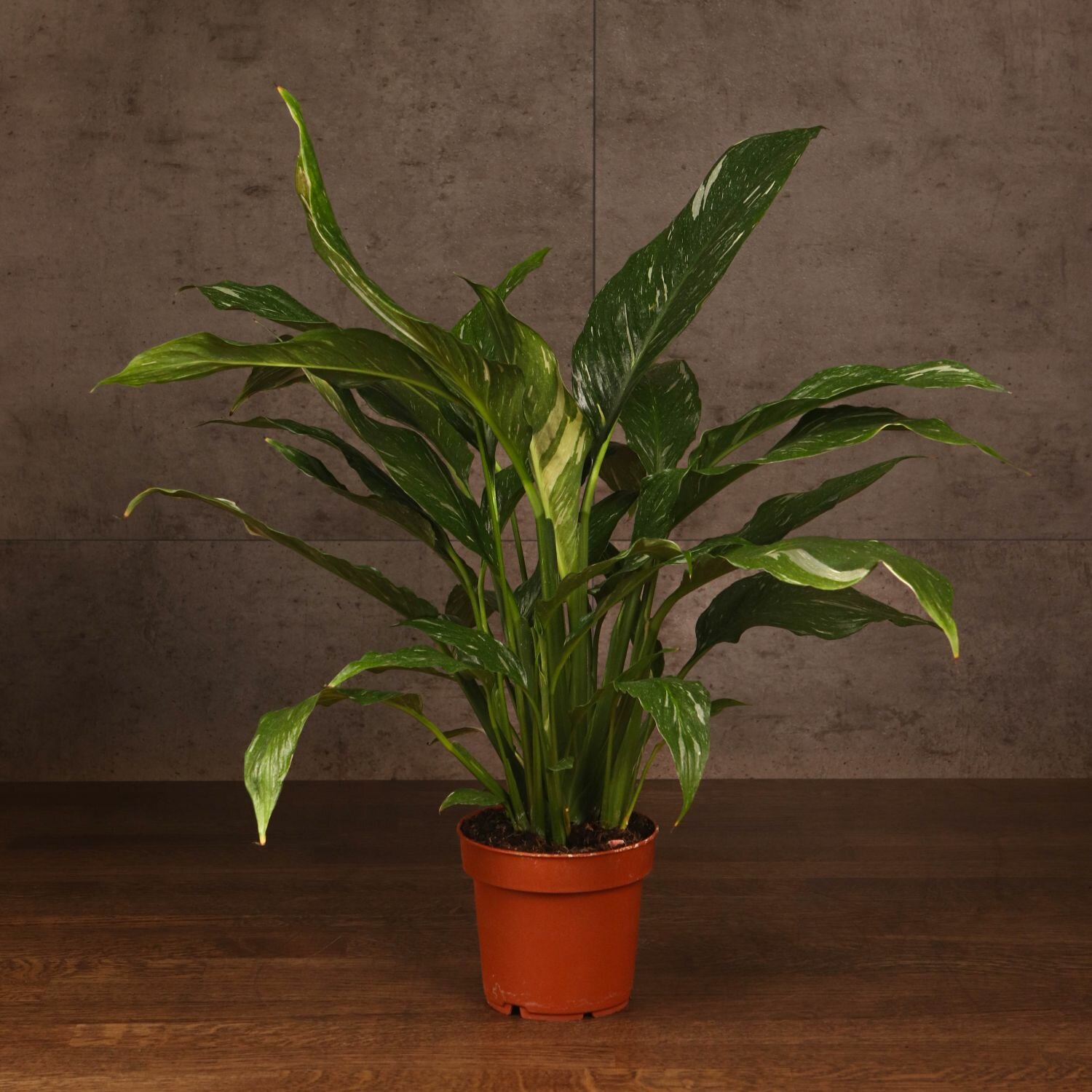 Спатифиллум Даймонд 40/12