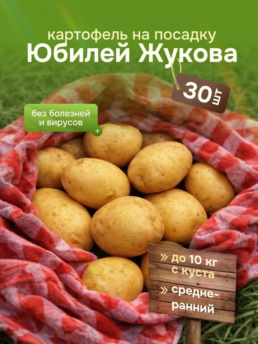 Семенной картофель на посадку Юбилей Жукова 30 шт (среднеранний)