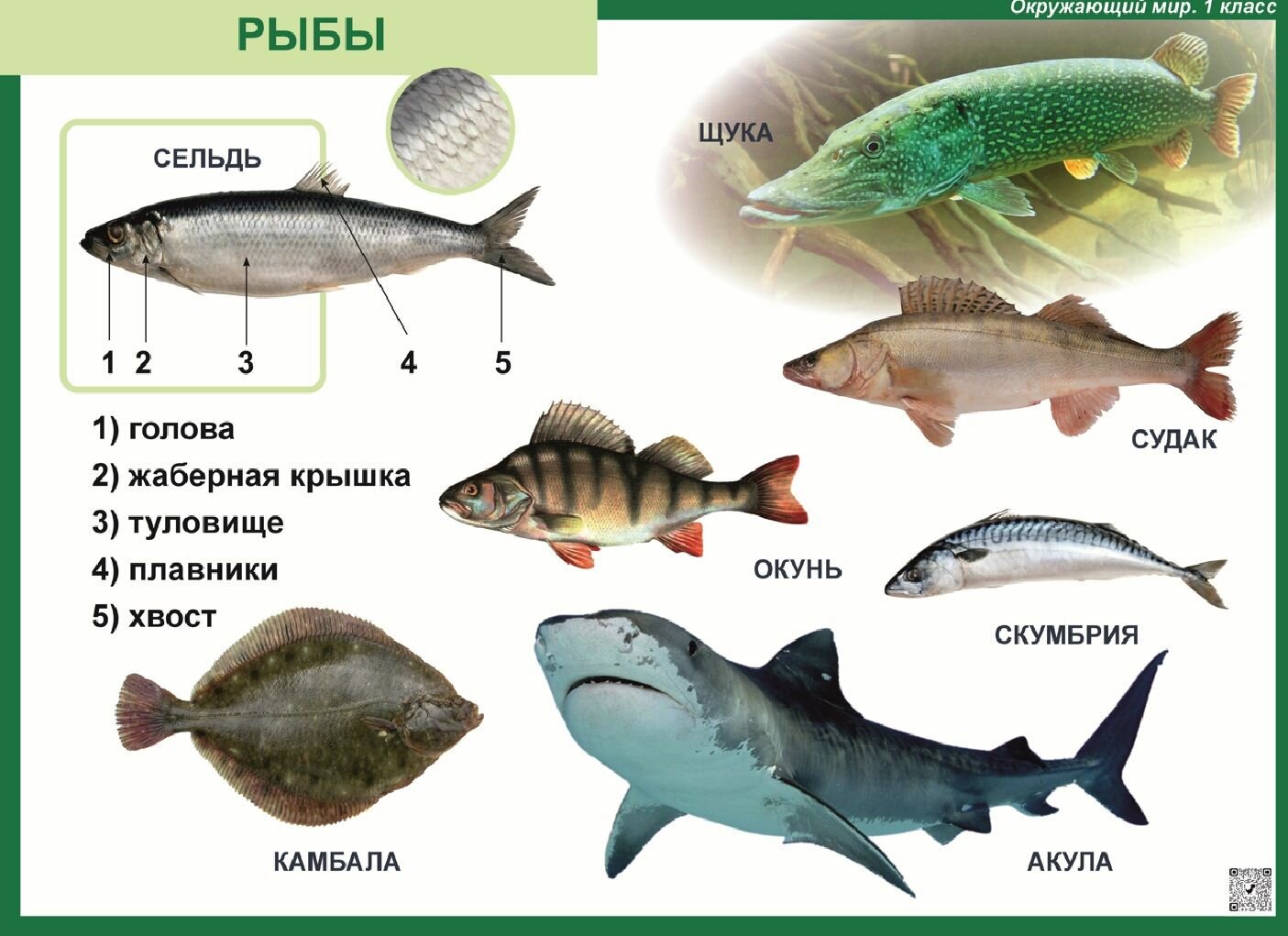 Комплект таблиц Окружающий мир 1 класс Человек и природа. Человек и общество. Правила безопасной жизни