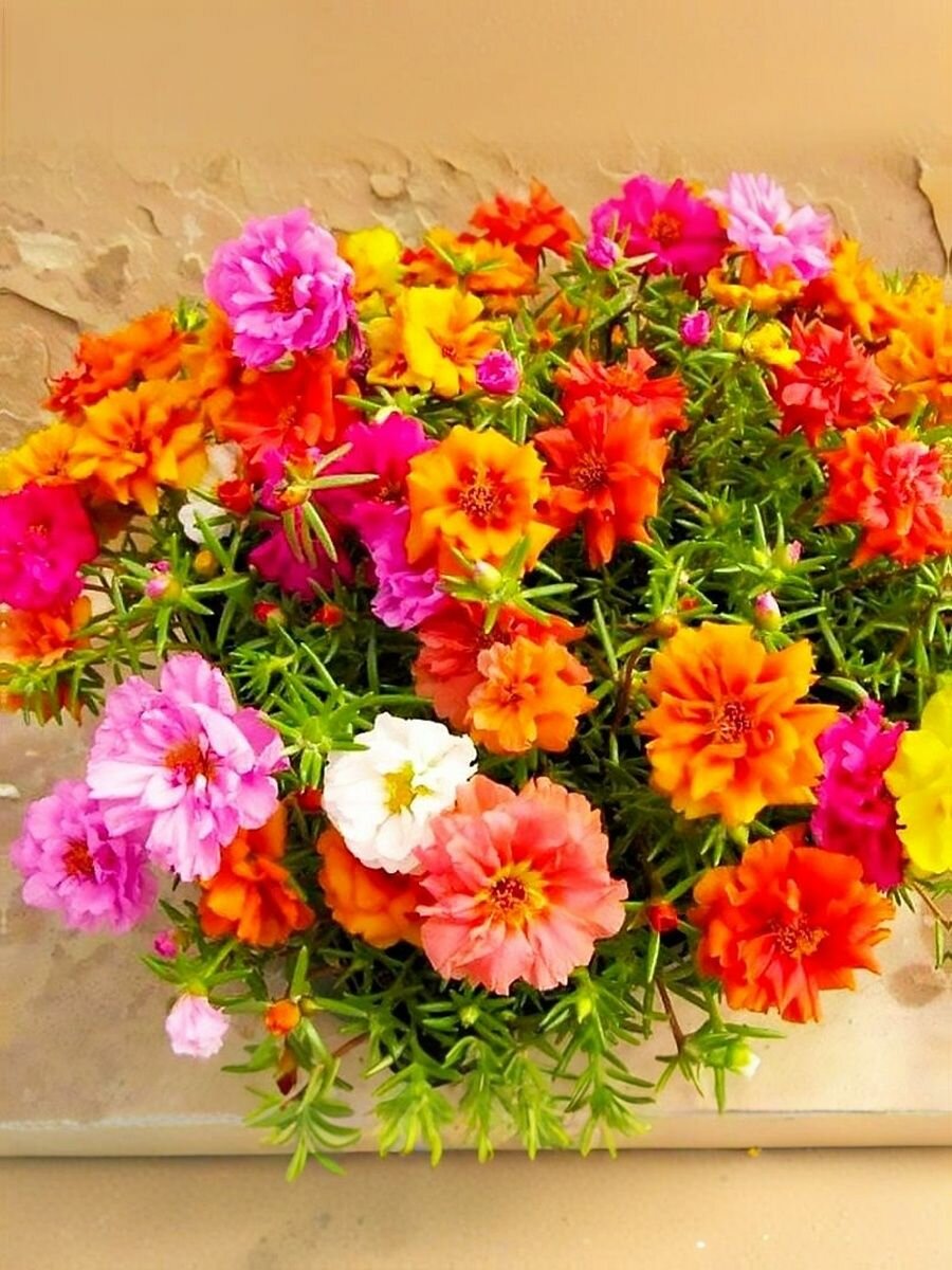 Портулак Махровый Микс, Семена, 50 шт, семена цветов для сада