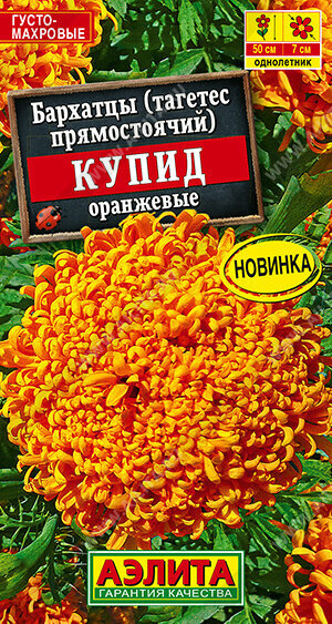 Бархатцы Купид оранжевые хризантемовидные