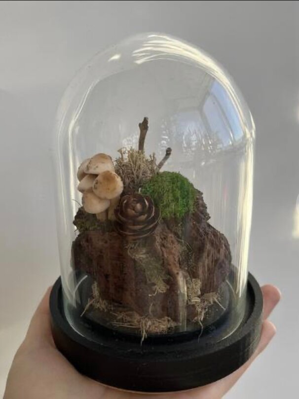 Флорариум в клоше «лес»
