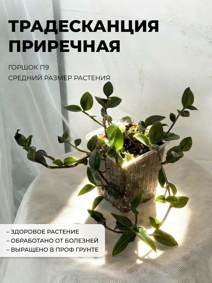 Традесканция комнатная Приречная, черенки ампельного растения набор 3шт.