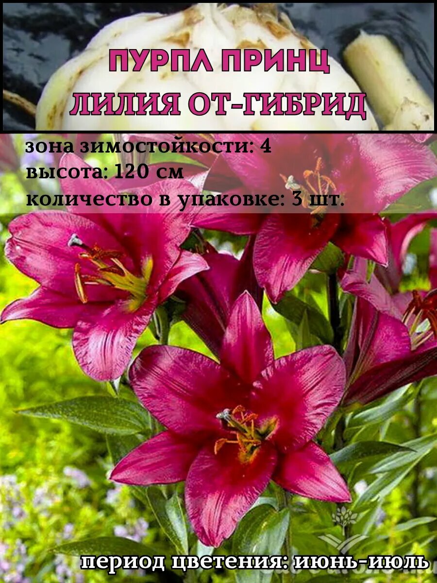 Лилия от-гибрид, луковицы 3 штуки
