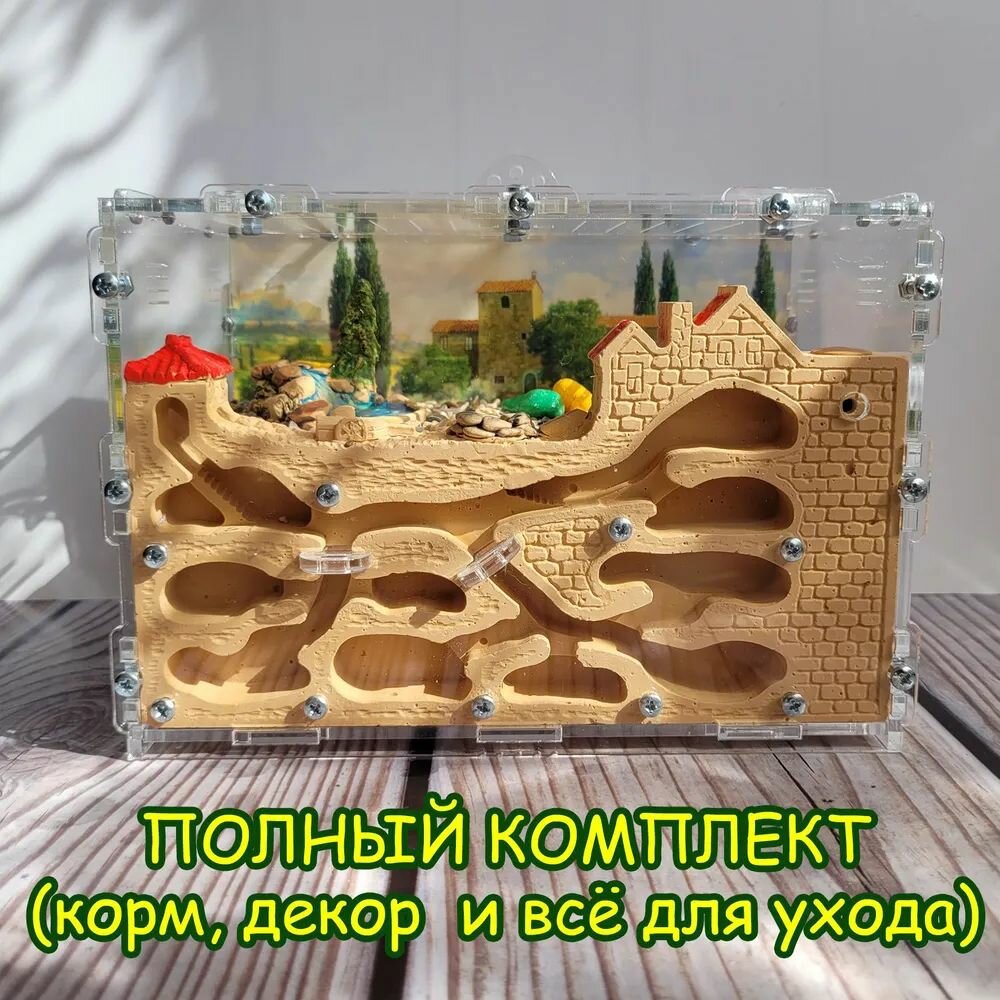 Муравьиная ферма — фото 1