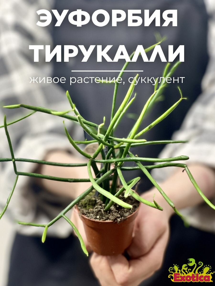 Эуфорбия (Молочай) Тирукалли D6см, комнатное растение