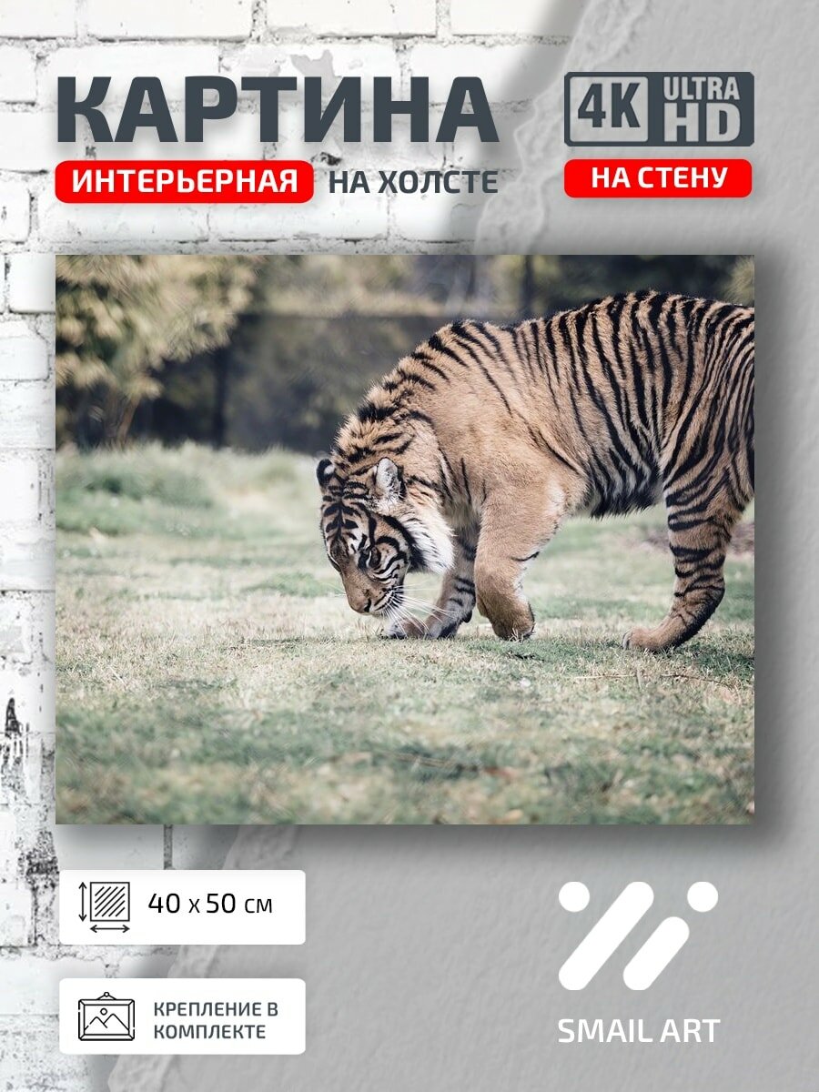 Картина на холсте интерьерная 40 на 50 на стену Tiger 7dust для спальни animal style