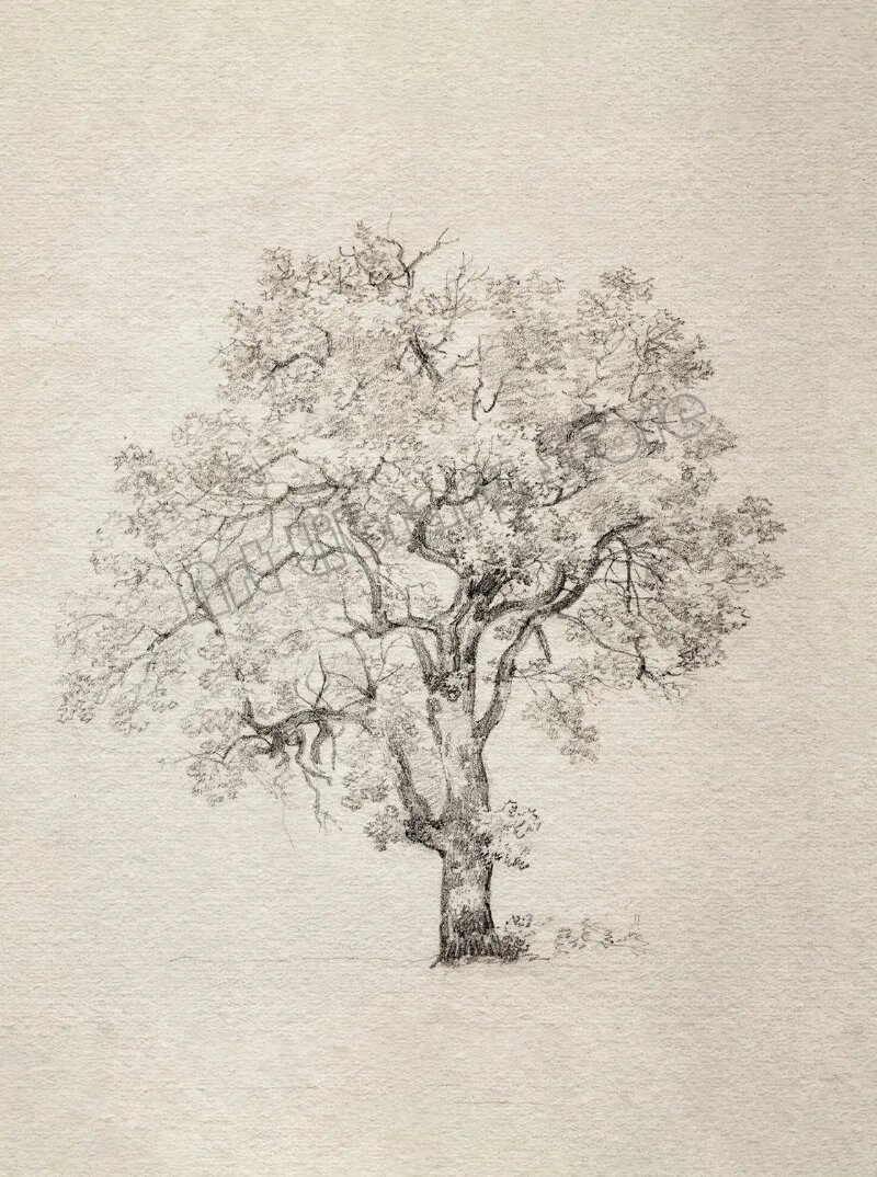 Настенная картина "Античная деревенская сосна дуб" 9, 20X30cm Unframed