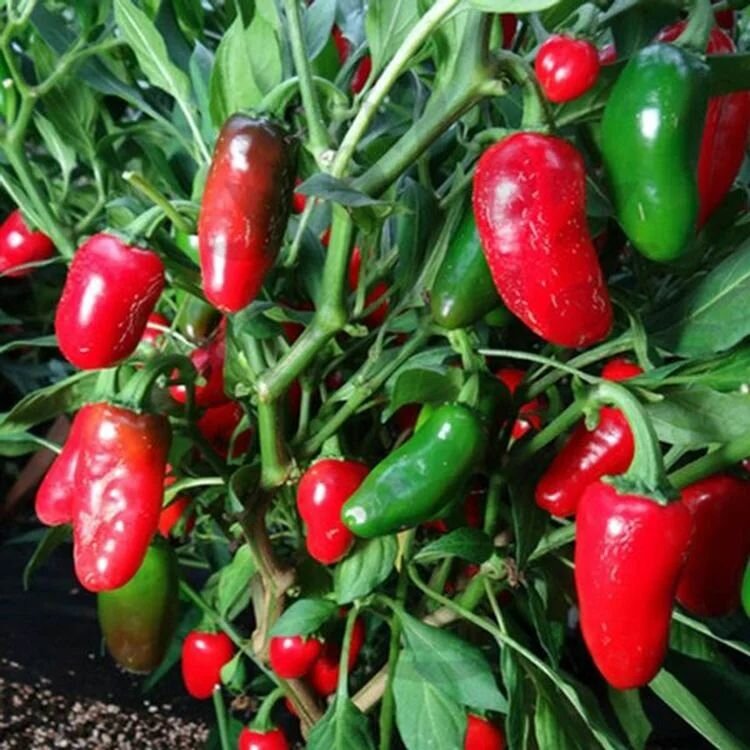 Коллекционные семена перца острого Задира Халапеньо