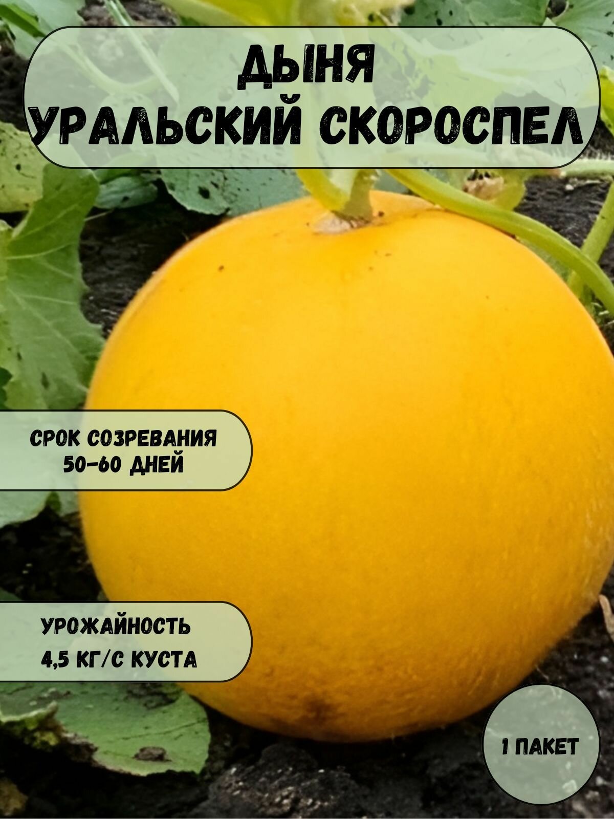 Дыня Уральский Скороспел семена 10 шт