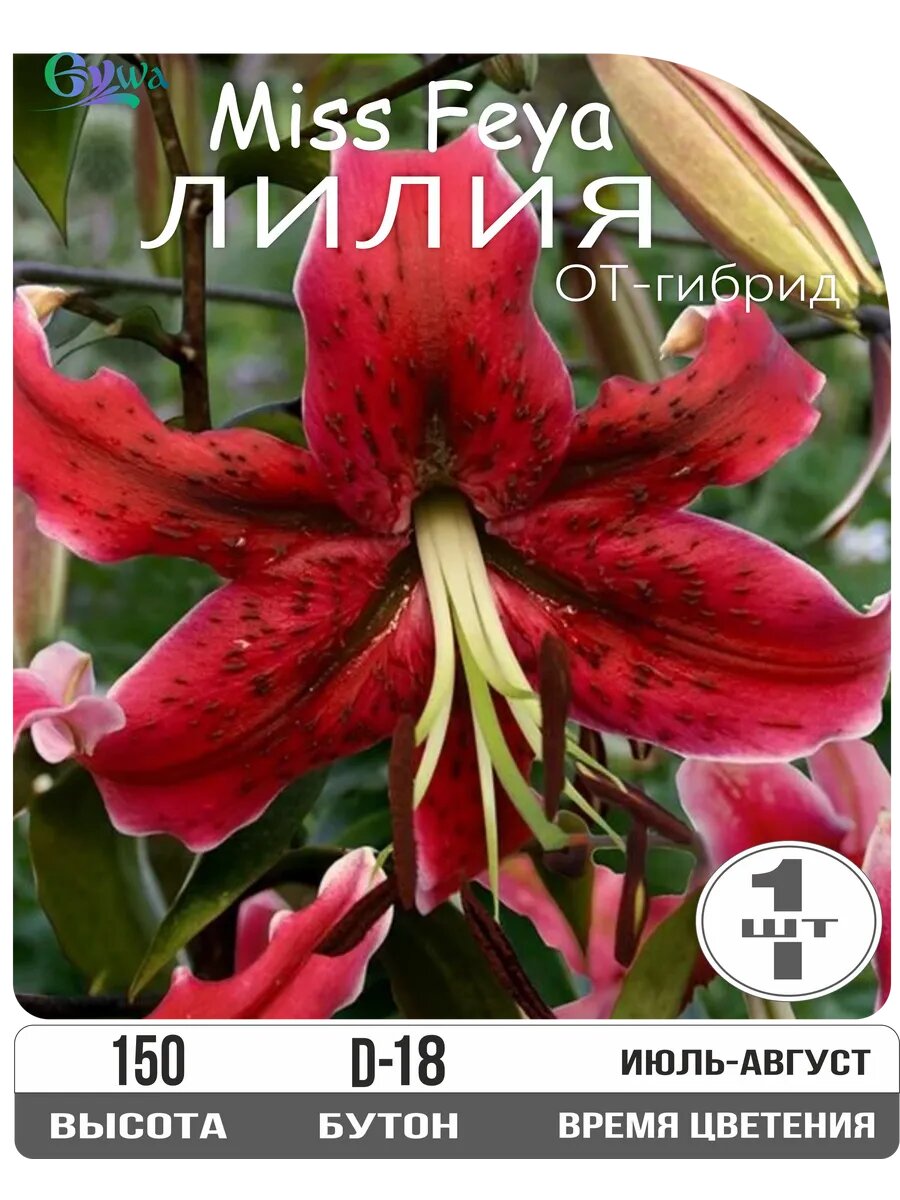 Лилия луковицы многолетние Мисс Фея, от-гибрид, 1шт.