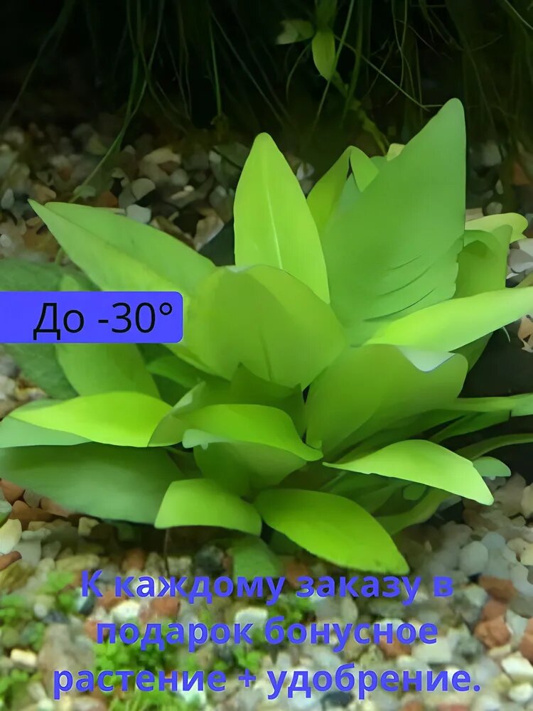 Гигрофила Лимонник Компакт. Живое аквариумное растение