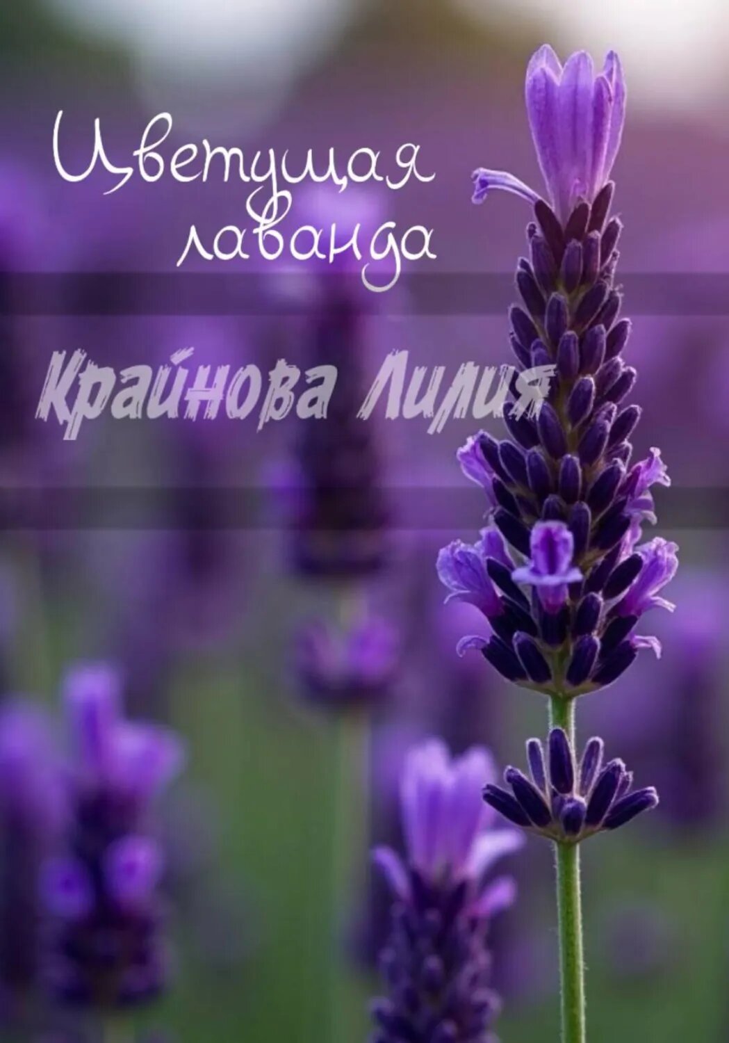 Цветущая лаванда [Цифровая книга]