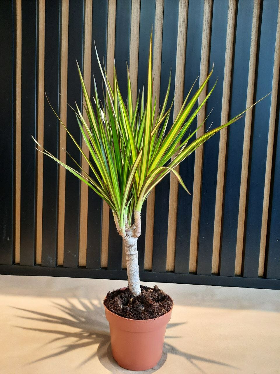 Комнатное растение Драцена маргината "Санрей", многолетнее, декоративно-лиственное, в горшке.