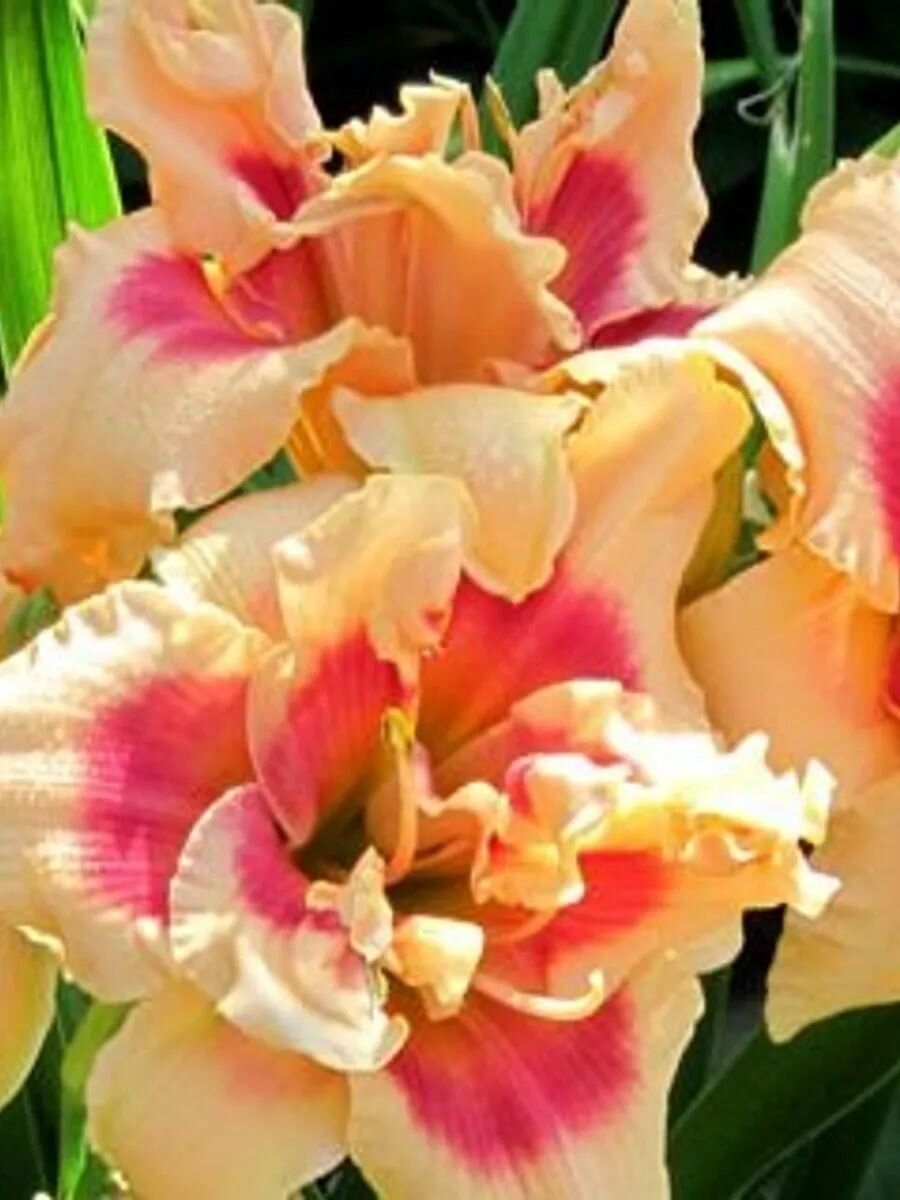 Лилейник Фоти Секонд Стрит