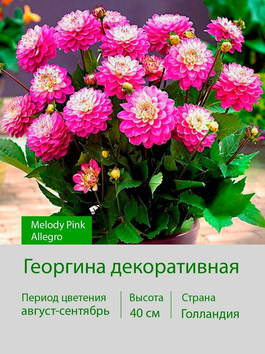 Георгина бордюрная Мелоди Пинк Аллегро (Melody Pink Allegro) 1 шт. Сотка