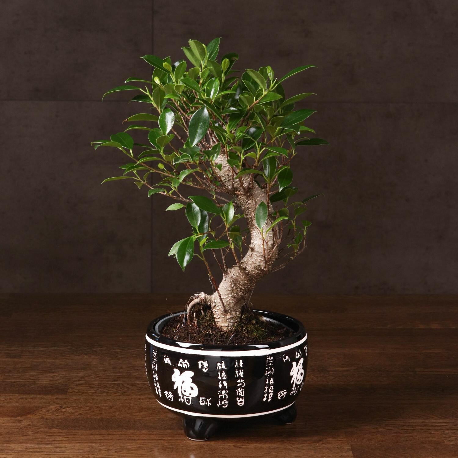 Бонсай Фикус в черном кашпо с иероглифами 35 см