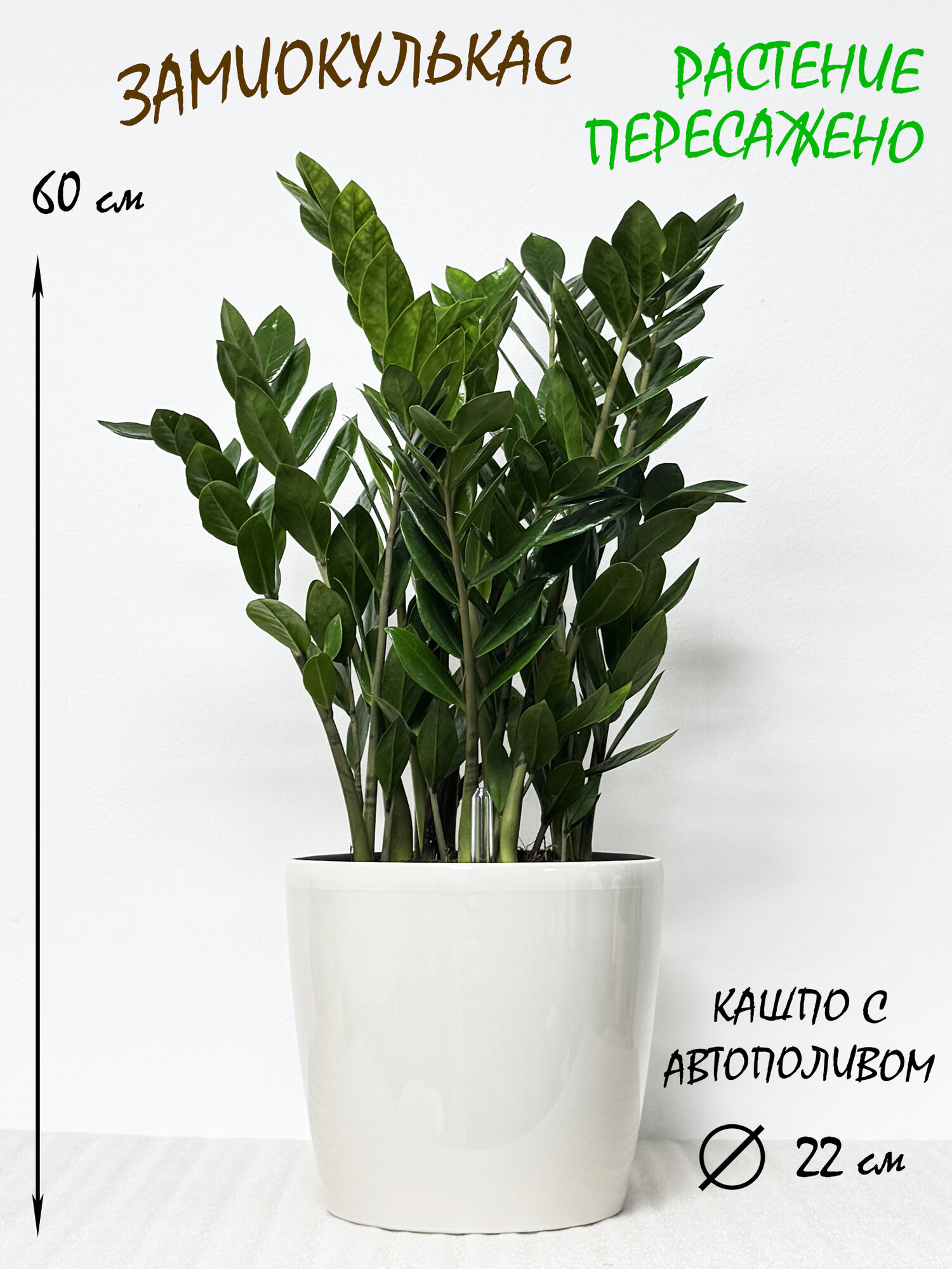 Замиокулькас в кремовом кашпо с автополивом, высота 55-60см