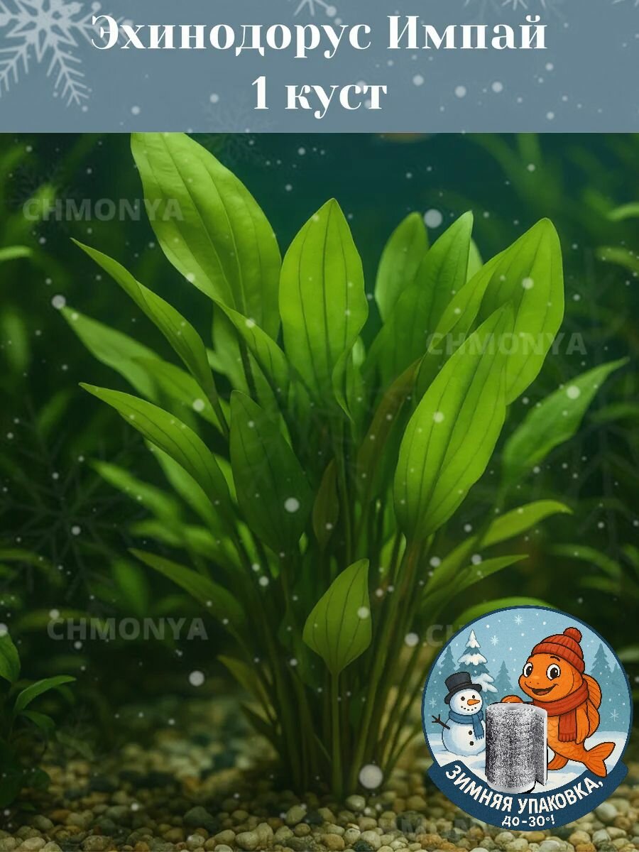 Аквариумное растение Эхинодорус Импай (Echinodorus Impai) , живое аквариумное растение