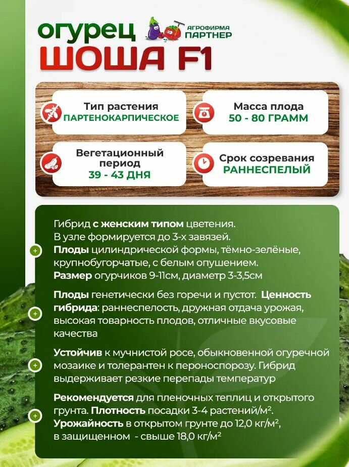 Семена огурцов Шоша — фото 1